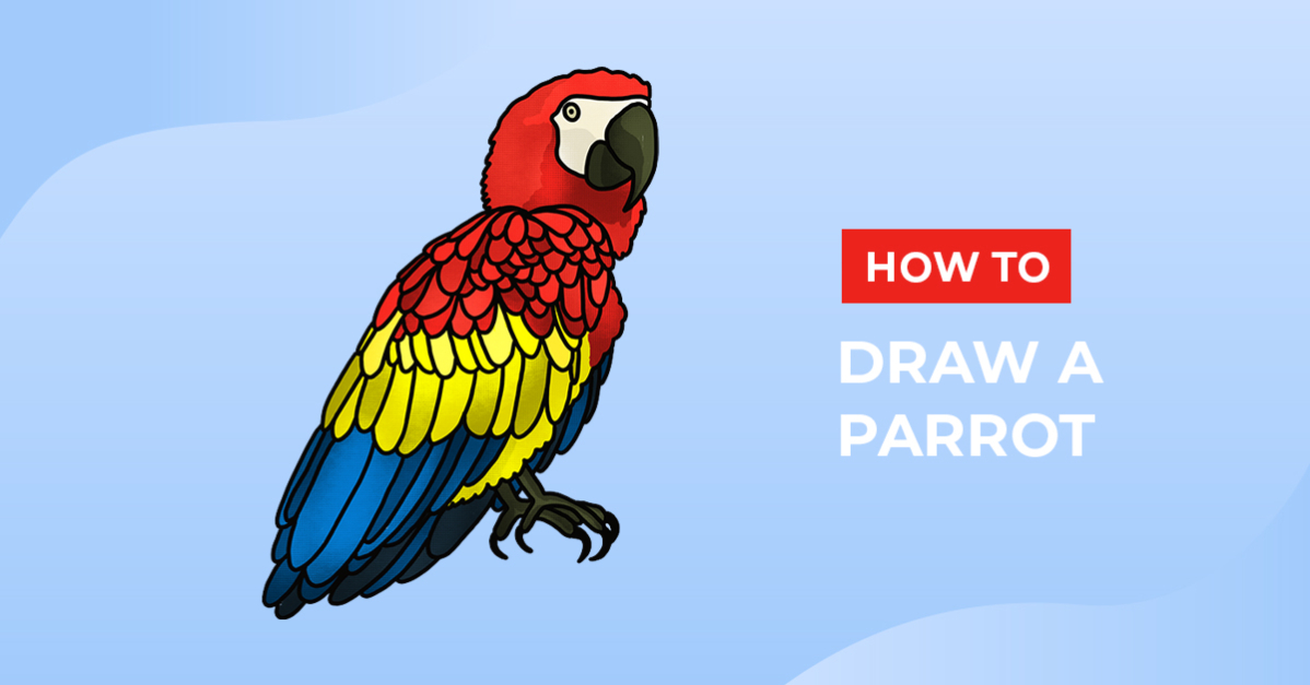 How To Draw A Parrot Step By Step